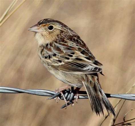 Grasshopper Sparrow Sparrow Grasshopper Bird Guides