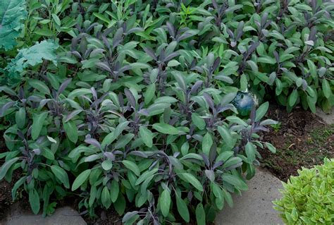 Growing Sage In Garden Annual