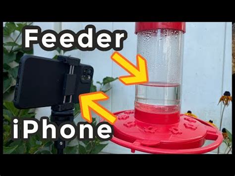 Where Should You Hang Your Hummingbird Feeder 12 Tips Bird Watching HQ