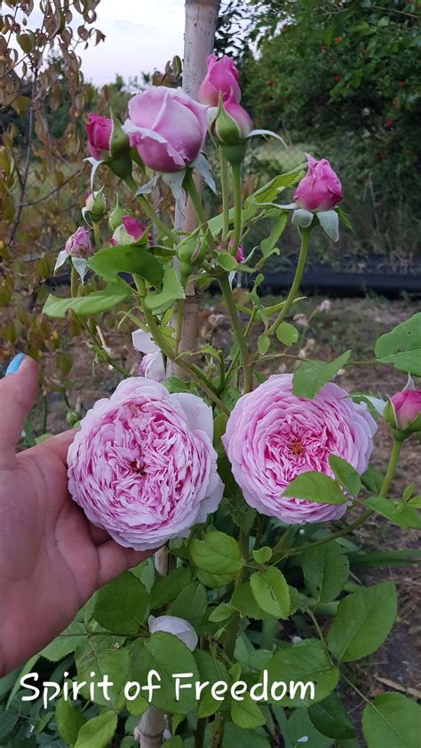 Kates Flowers ქეთის Kates Flowers ქეთის ყვავილები