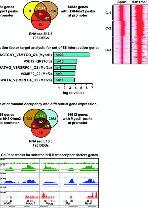 deregulated basic helix loop helix transcription factor networks