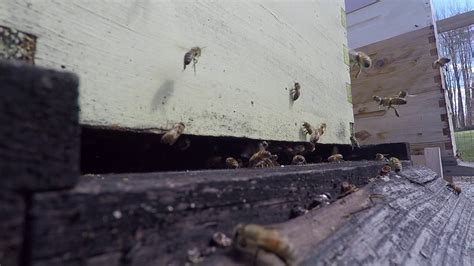 Spring Hive 2b Youtube Spring Hive 2b Youtube