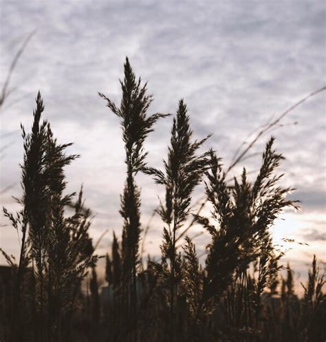Premium Photo Golden Reeds Sway In The Wind Against Sunset Sky Golden