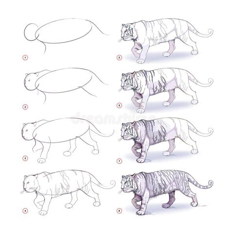 How To Draw A Tiger Step By Step Realistic