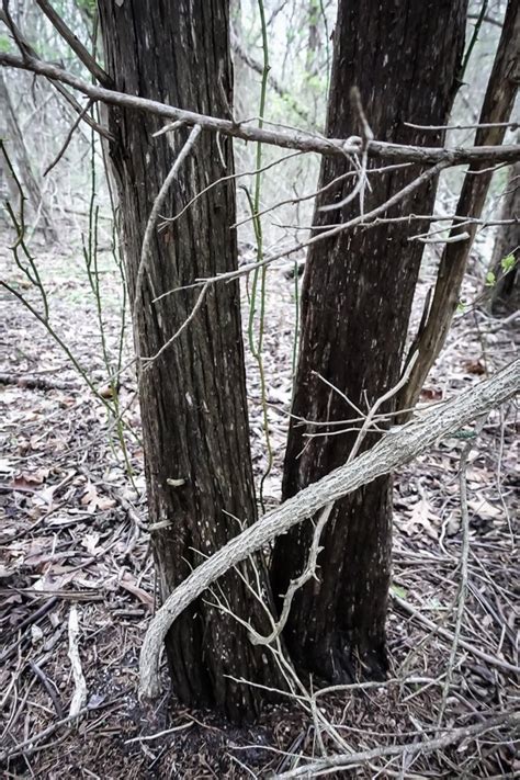 Cedar Apple Rust Fungus — Steemit