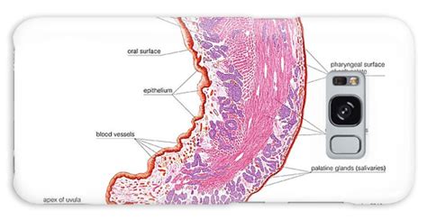 Soft Palate And Uvula 1 Galaxy Case By Science Photo Library Science