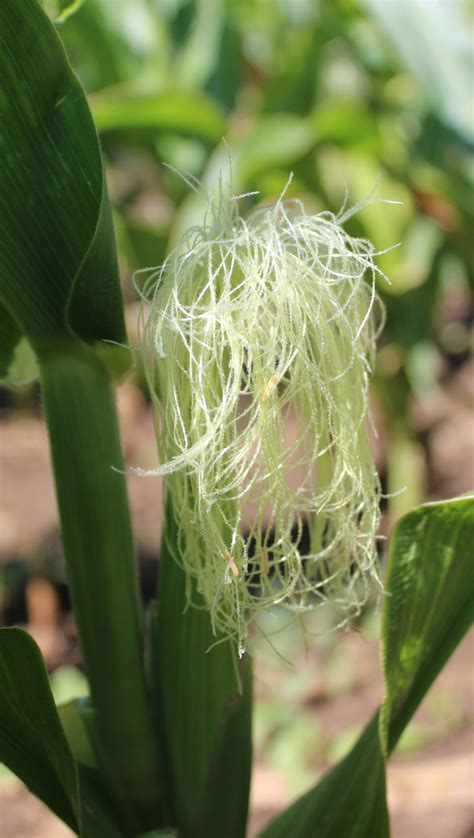 2023 Corn Inbred Lines Release Co485 Agriculturecanadaca