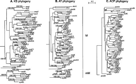 Phylogenetic Subtrees For The Amphotericin Nystatin And Pimaricin Download Scientific Diagram