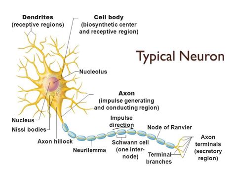 Exam 4 Flashcards Easy Notecards