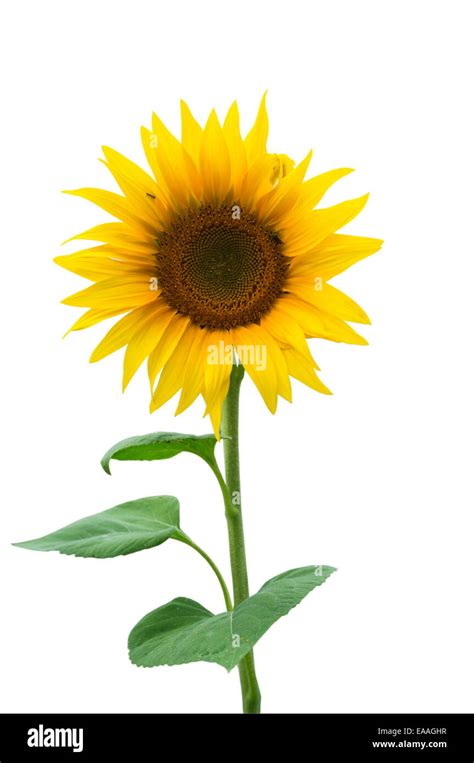 Single Sunflower Photo