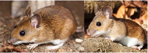 15 Types Of Mice And Rats Found In Colorado Bird Watching Hq