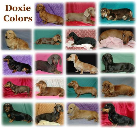 Dachshund Colors And Patterns Jusbache97