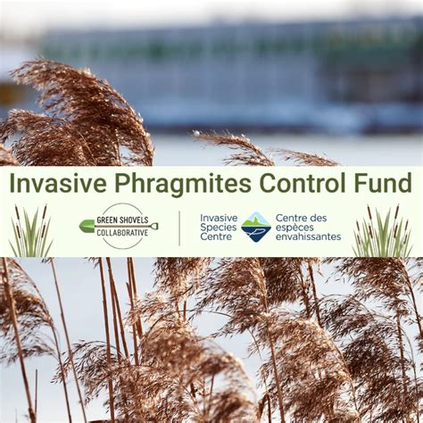 Invasive Phragmites Control Fund