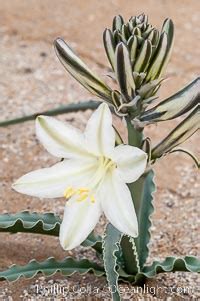 Desert Lily Photo Desert Lily Photos Natural History Photography