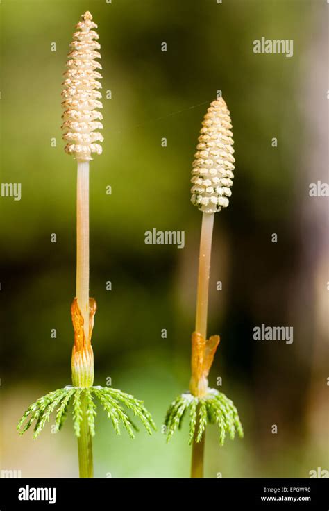 Equisetum Sporangiophore