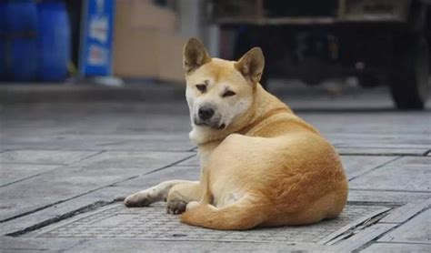 唐狗？中华田园犬？可别傻傻分不清楚了！