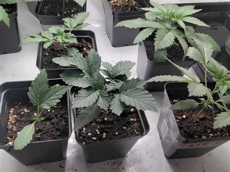 Thoughts On Growing Out Mutants R Macrogrowery