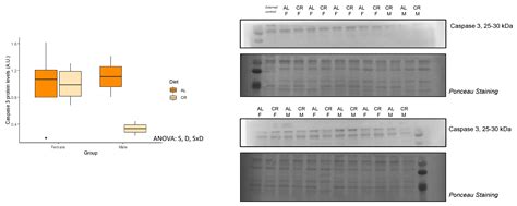 Sex Specific Differences In Response To Calorie Restriction In Skeletal Muscle Of Young Rats
