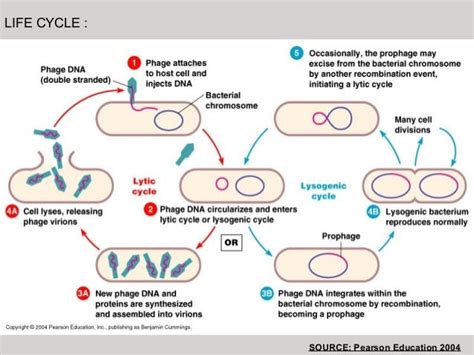 Lamda Phage