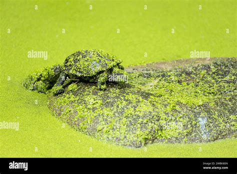 The European Pond Turtle With Its Intricate Shell Patterns Graces