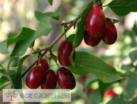 Цена на Кизил Радость - купить саженцы