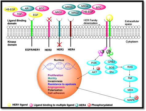 Egfr Induced Signalling Pathway Download Scientific Diagram