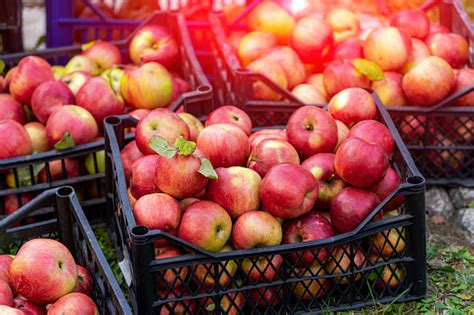 플라스틱 상자에 유기농 잘 익은 붉은 사과 가을 철에 수확 Cornucopia 녹색 잔디에 신선한 과일 사과상자가 하나 하나 있습니다 0명에 대한 스톡 사진 및 기타 이미지