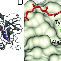 Sequence And Structural Features Of ESPs And ISPs A General Primary Download Scientific