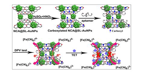 Label Free Electrochemical Aptasensor Based On Stone Like Gold
