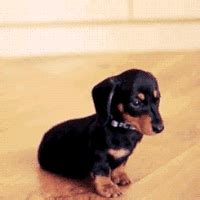 Dachshunds S Get The Best  On Er