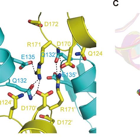 Crystal Structure Of The Extended Saclpp A Shown Is A Schematic Of