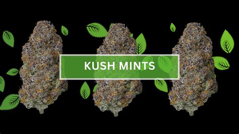 Kush Mints Weed Strain Complete Guide Stiiizy