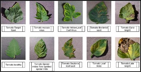 Figure 1 From Tomato Plant Leaf Disease Classification Based On Cnn Features And Support Vector