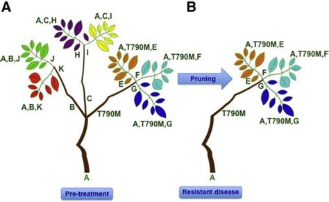 Cancer Branched Evolution A Ubiquitous Mutation In The Tumor