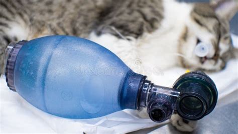 The Cat Lies on the Table with a Tube in the Trachea and a Bag Connected for Pulmonary ...