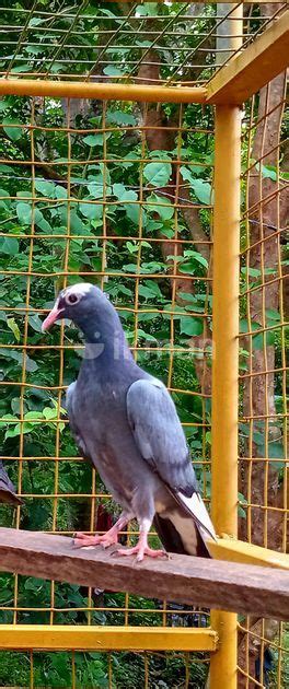 ටයිම්න් පරව් For Sale In Anamaduwa Ikman