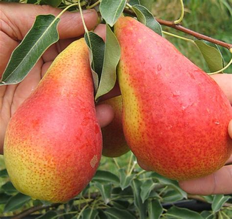 Triumf Icdp Pitesti Maracineni Arges Romania