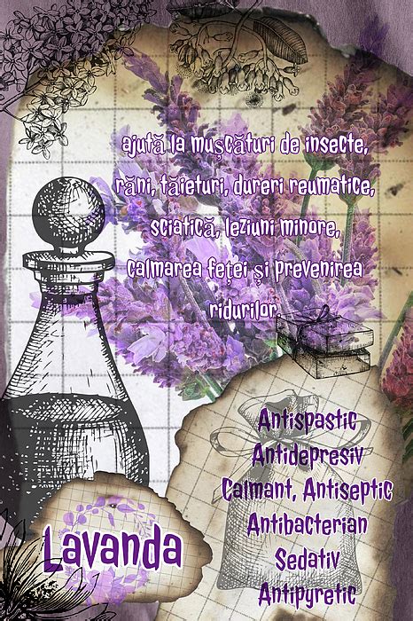 Lavanda Beneficii Naturiste Vintage Greeting Card By Ana Naturist