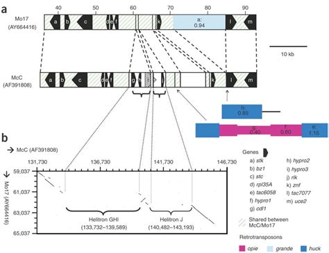 Two Helitron Like Insertions In The Bronze1 Region4 6 Are Responsible Download Scientific