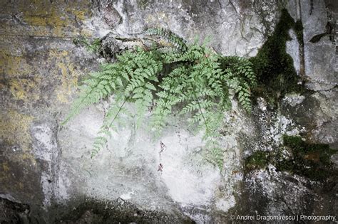 Bleach Bypass 1 Behance