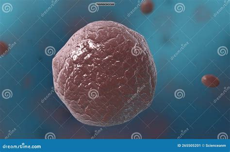 A Cocci Are Any Bacteria Or Archaeon That Have A Spherical Oval Or Generally Round Shape Stock