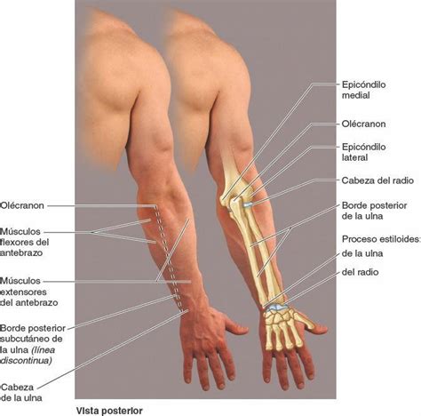 08 Antebrazo Enfermería