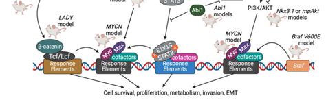 summary of pca knockout models associated with myc and wnt signaling