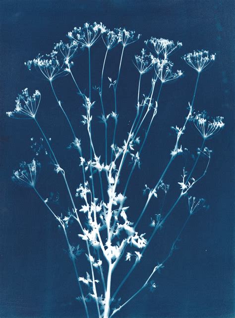 Traditional Cyanotypes Mirrored Images