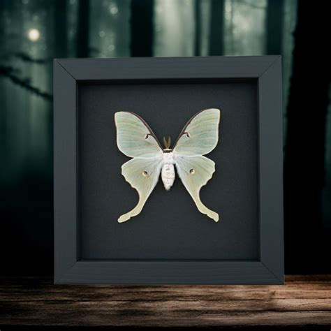 Framed Luna Moths Actias Luna Moon Moths For Sale