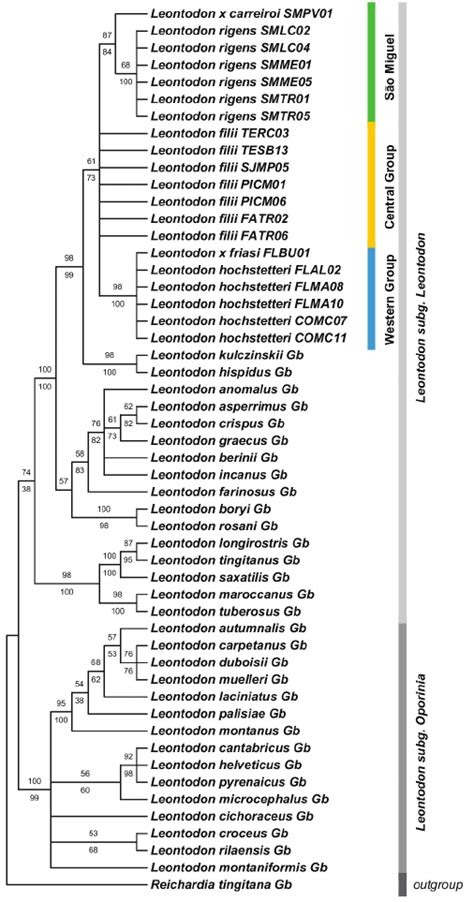 Maximum Parsimony 50 Majority Rule Consensus Tree Obtained From