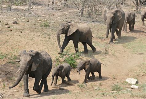 Savanna Elephant Loxodonta Africana Coming To The Waterh Flickr