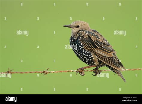 Junger Star Sturnus Vulgaris Fotos Und Bildmaterial In Hoher