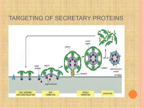 Protein Sorting And Targeting Pptx