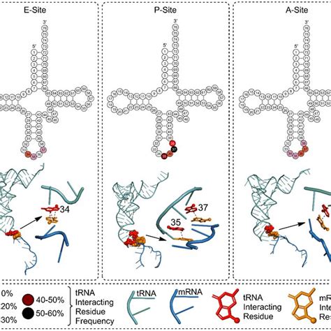 Stacking Interactions Between Trna And Mrna Interactions Interacting Download Scientific